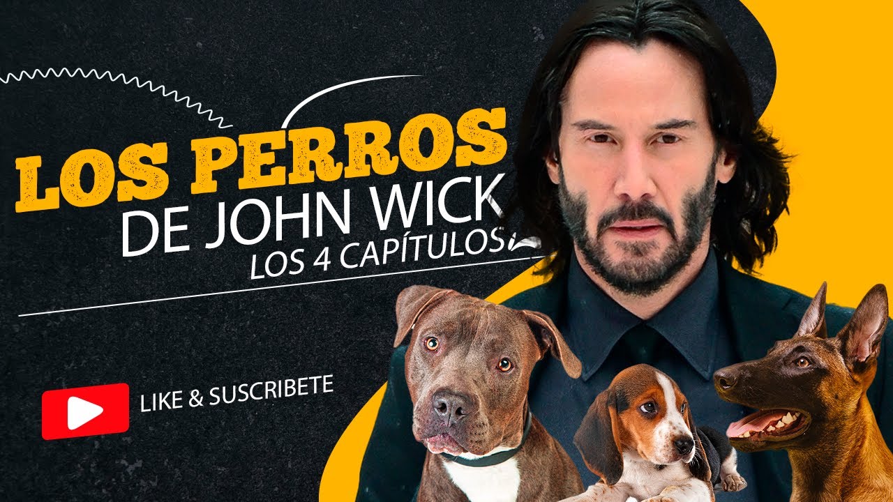 Perros de John Wick: Nombres, Razas, Características, Curiosidades y ...