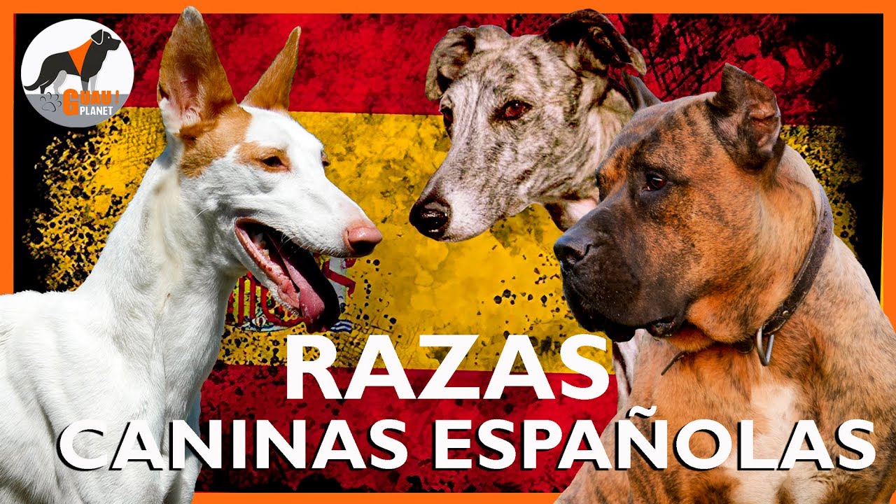 Top Razas de Perros Españoles: Descubre las Maravillas Peludas de España